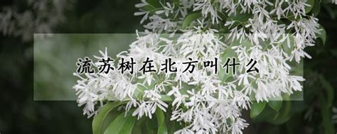 花盆里有小白虫怎么去除小妙招 发财农业网