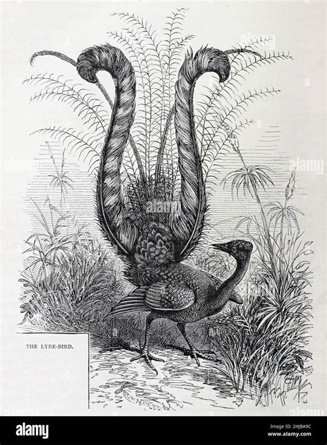 Lyrebird Drawing