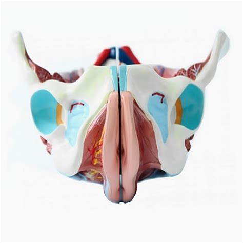Modelo Da Pelvis Humana Feminina Global Labor