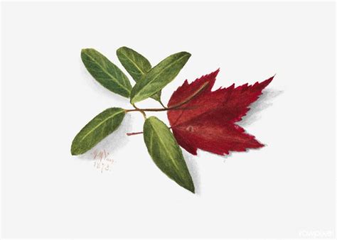 Autumn Leaves 1874 By Mary Vaux Walcott Original From T… Flickr