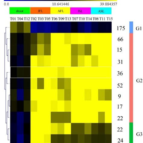 Dendrogram Showing Similarities In Transcription Factor Expression Download Scientific Diagram