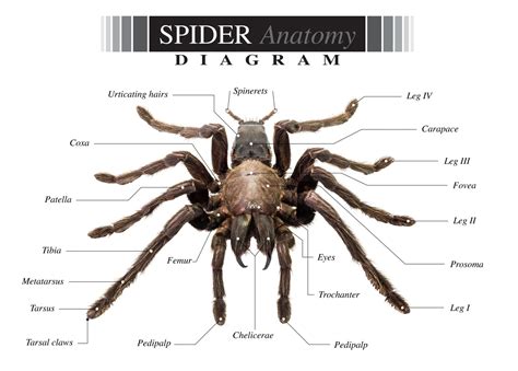 Spiders Vs Insects The Key Differences Bugtech Pest Control