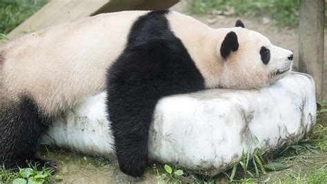 푸씨 야구 에펨코리아