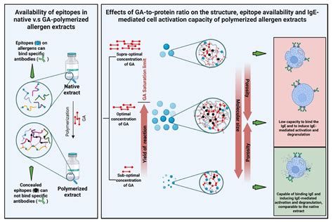 Glutaraldehyde Cross Linking In Allergoids