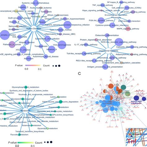 NDRG2 Knockdown Upregulates Inflammatory Pathways In OGD A KEGG