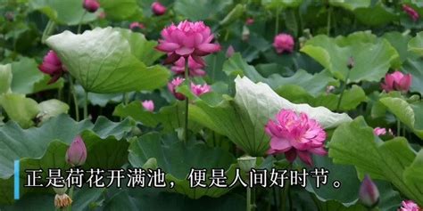 荷你有约宜宾南溪区千亩荷花绽放风景如画 凤凰网视频 凤凰网
