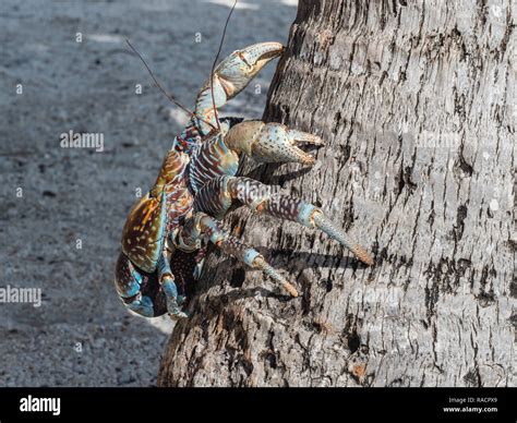 Adult Coconut Crab Birgus Latro In The Town Of Tapana Niau Atoll