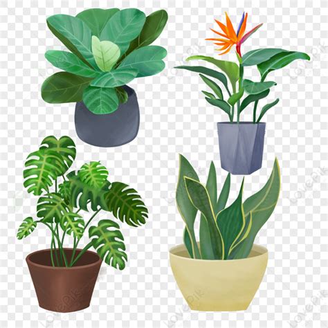 Plantas Verdes De Interior Png