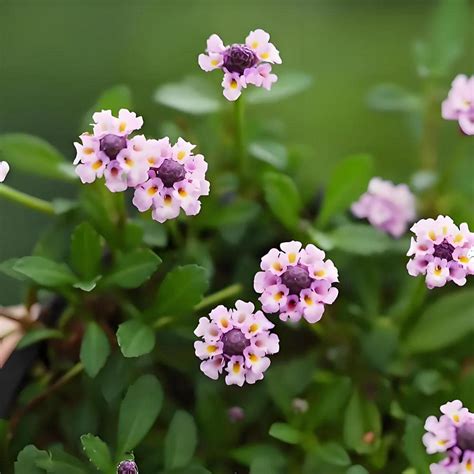 65 In Phyla Nodiflora With Pink Flowers Indoor Succulent Plants In
