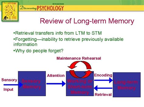 Chapter 6 Memory Stage Model Of Memory