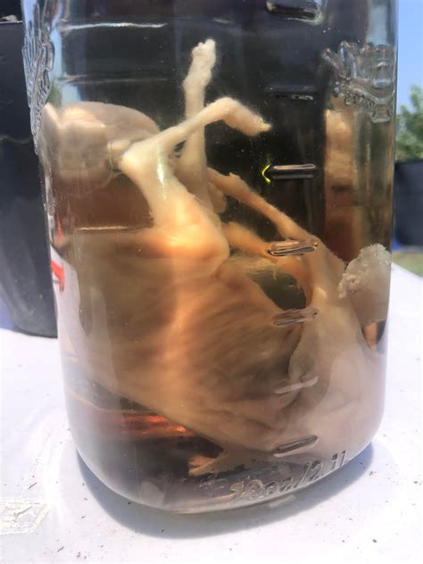Wet Specimen Shriveling Up Any Tips Rwetspecimens