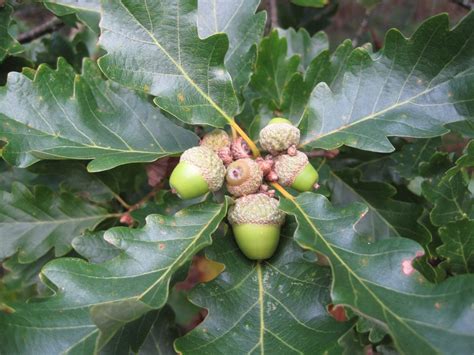 Oaks Tree Guide UK Oak Tree Identification