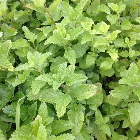 Lemon Balm Herb Calming Nervine And Sleep Aid Certified Organic Seed
