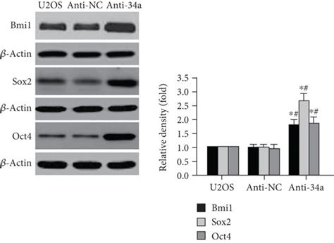 Effects Of The Mir 34a 5p Inhibitor On The Stemness Feature In U2os