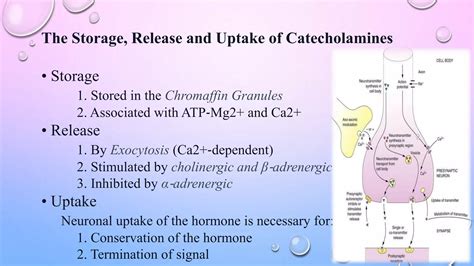 Catecholamines Rivin Pptx