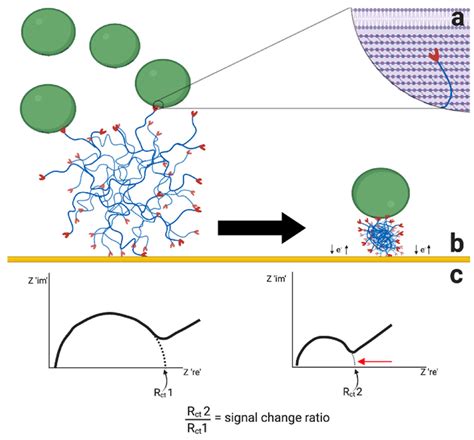 Label Free Electrochemical Sensor For Rapid Bacterial Pathogen Detection Using Vancomycin