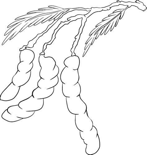 Tamarind Tree Drawing Easy At Sean Goss Blog