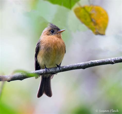Flycatchers