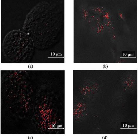 Step By Step To Show How To Perform A Duolink® Proximity Ligation Assay Download Scientific
