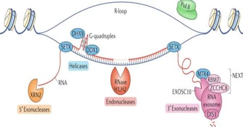Monitoring Rna Regulation At The Molecular Level Assignment Point