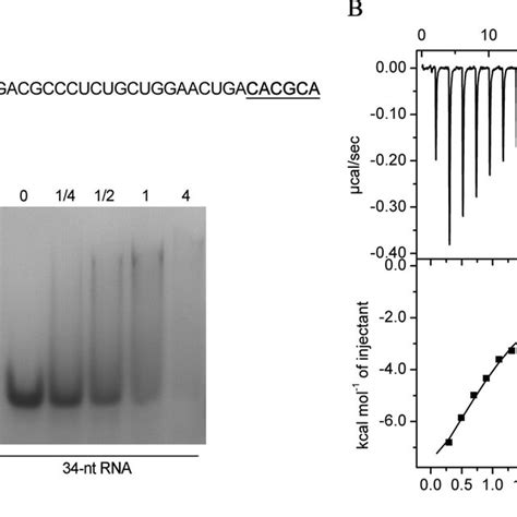 Models For Hnrnp L Regulation Of Alternative Splicing A Hnrnp L
