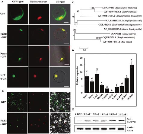Expression Analysis And Subcellular Localization A B Subcellular