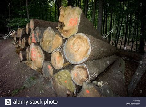 Trees With Markings High Resolution Stock Photography And Images Alamy