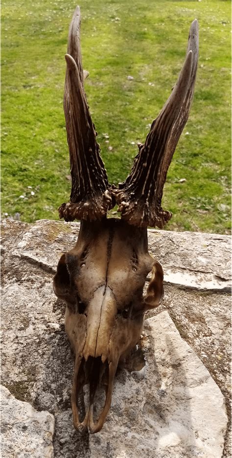 Roe Deer Skull R Goblincore