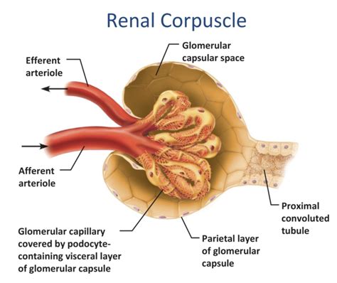 Renal Corpuscle Diagram Diagram Quizlet