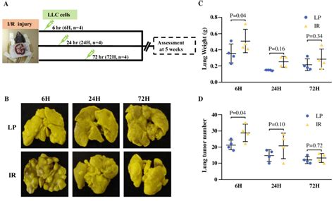 Lung Metastasis In Mice Received Intravenous Injection With Lewis Lung