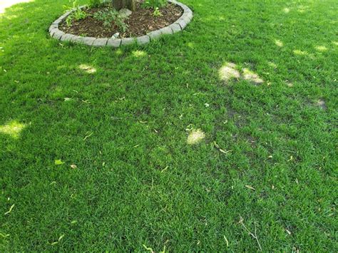 Billdozervts 2023 Lawn Journal Mn Lawn Care Forum