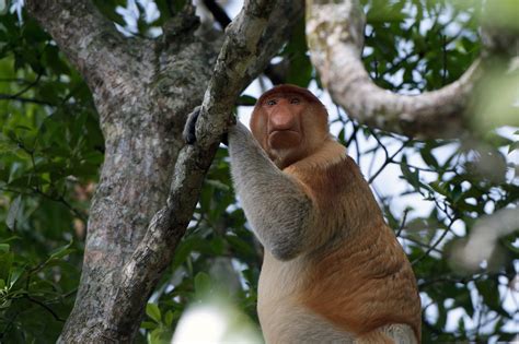 The Bigger The Nose The More Sex These Monkeys Have According To Science