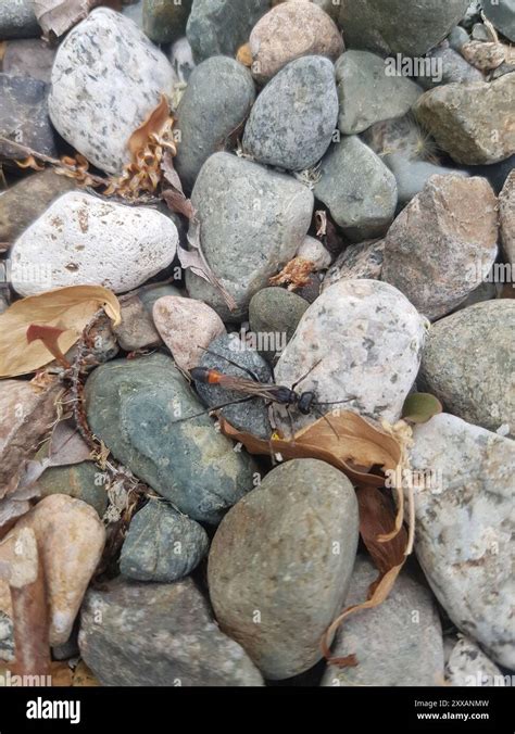 Thread Waisted Sand Wasps Ammophila Insecta Stock Photo Alamy