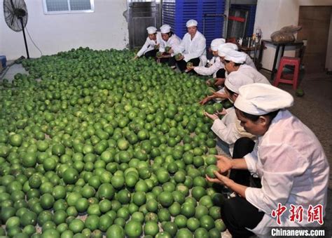 “南方人参”广东化橘红带动30万林农增收凤凰网广东凤凰网