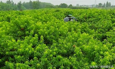 湖北荊州驚現一片桃源聖地究竟是道聽途說還是真有此地呢 每日頭條