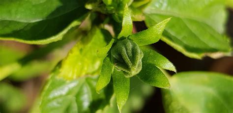 植物 新叶 发芽 Pixabay上的免费照片 Pixabay