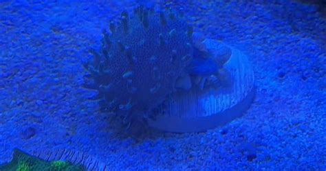 Coral Album On Imgur