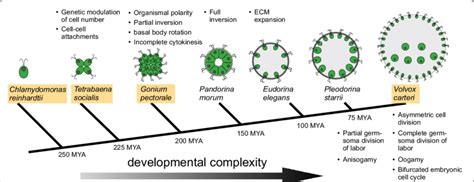 Cladogram Green Algae