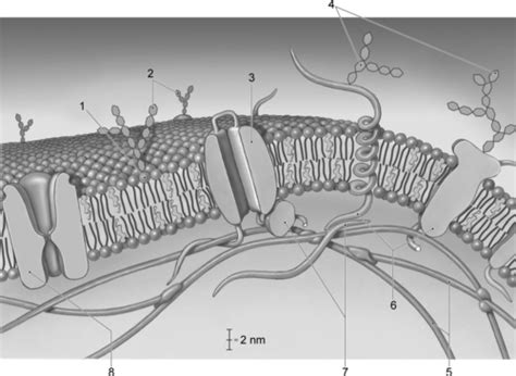 Cell And Tissue Flashcards Quizlet Cell And Tissue Flashcards Quizlet