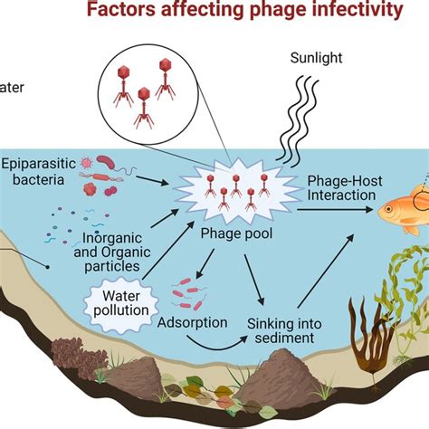 Bacteriophages Beyond Conventional Phage Therapy And Development Of