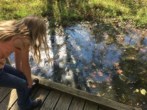 Springfield Conservation Nature Center Mo Top Tips Before You Go