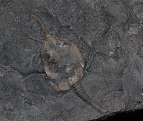 Other Echinoderms Collections The Fossil Forum