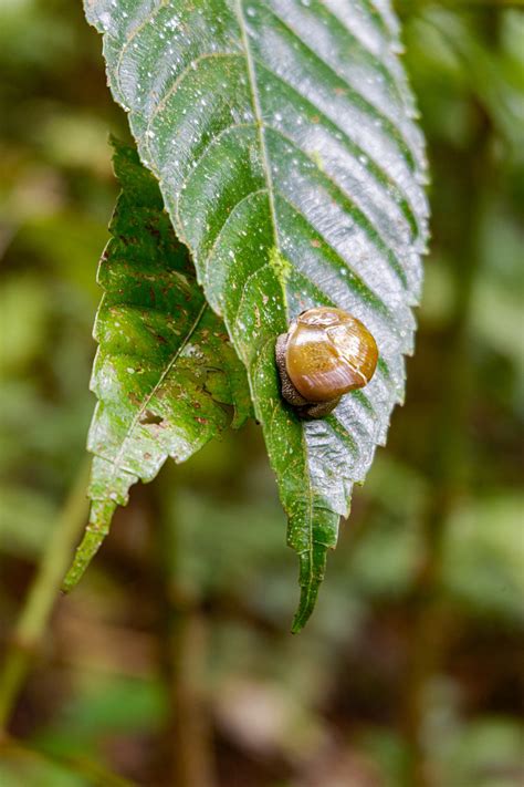 Caracol Hoja Bosque Foto Gratis En Pixabay Pixabay