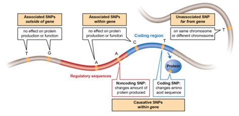 Solved Single Nucleotide Polymorphisms SNPs Are Chegg