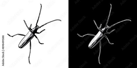 Crawling Musk Beetle With Antennae Top View Single Isolated Black Adn