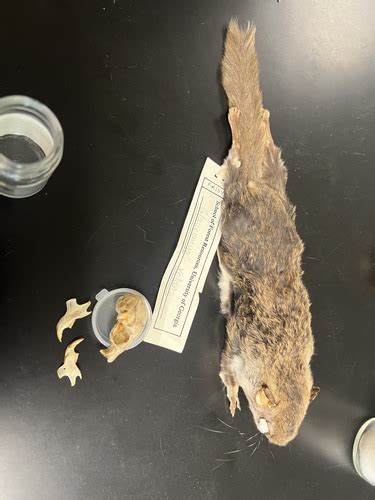 Mammals Final Lab Exam Flashcards Quizlet