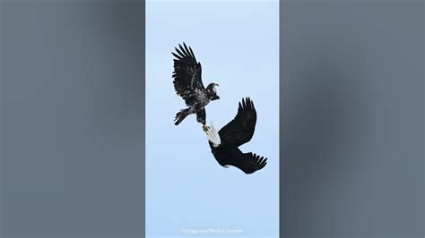 ঈগল পাখির ডাক Youtube