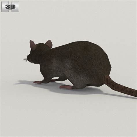 Rat Grey Low Poly 3d 모델 동물 On 3dmodels