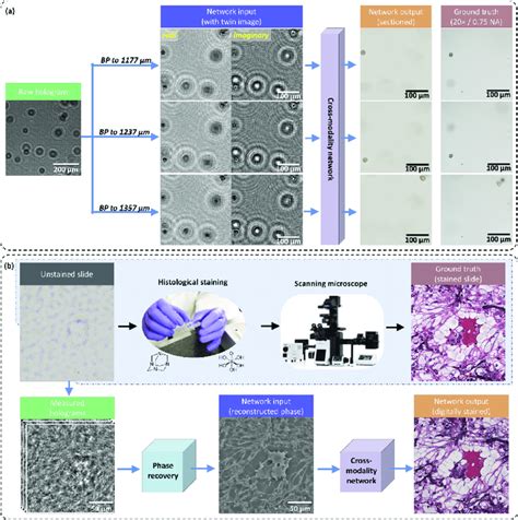 Deep Learning Enabled Cross Modality Image Transformations In Digital Download Scientific