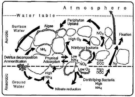 Conceptual Model Linking The Major Biogeochemical And Transport Process